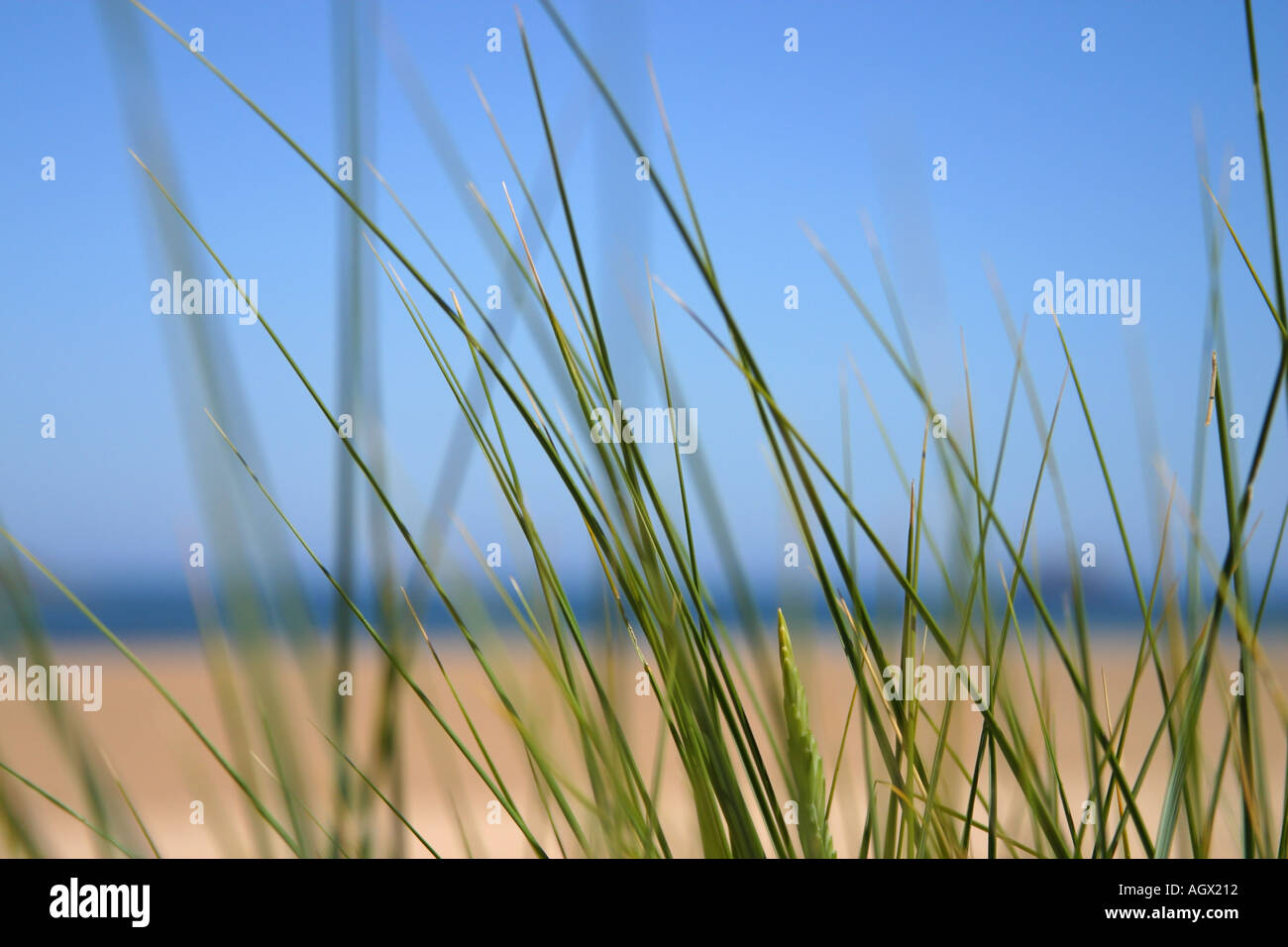 Grass swaying in wind blow hi-res stock photography and images - Alamy