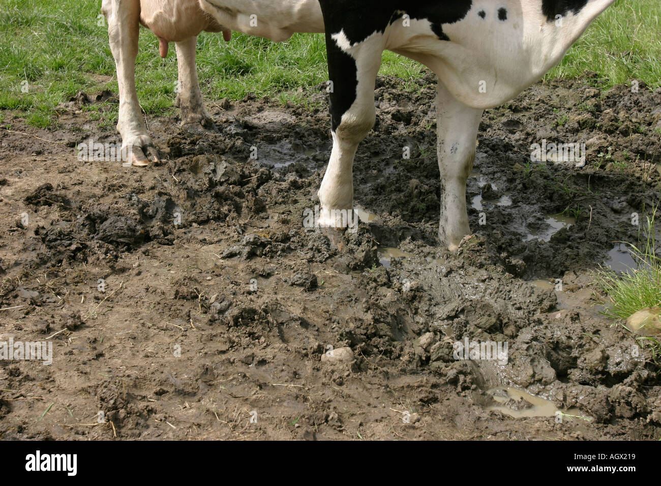 Holstein dairy cow on muddy ground Stock Photo - Alamy