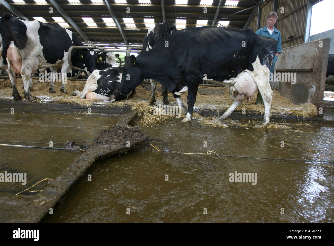 Lameness cow hi-res stock photography and images - Alamy