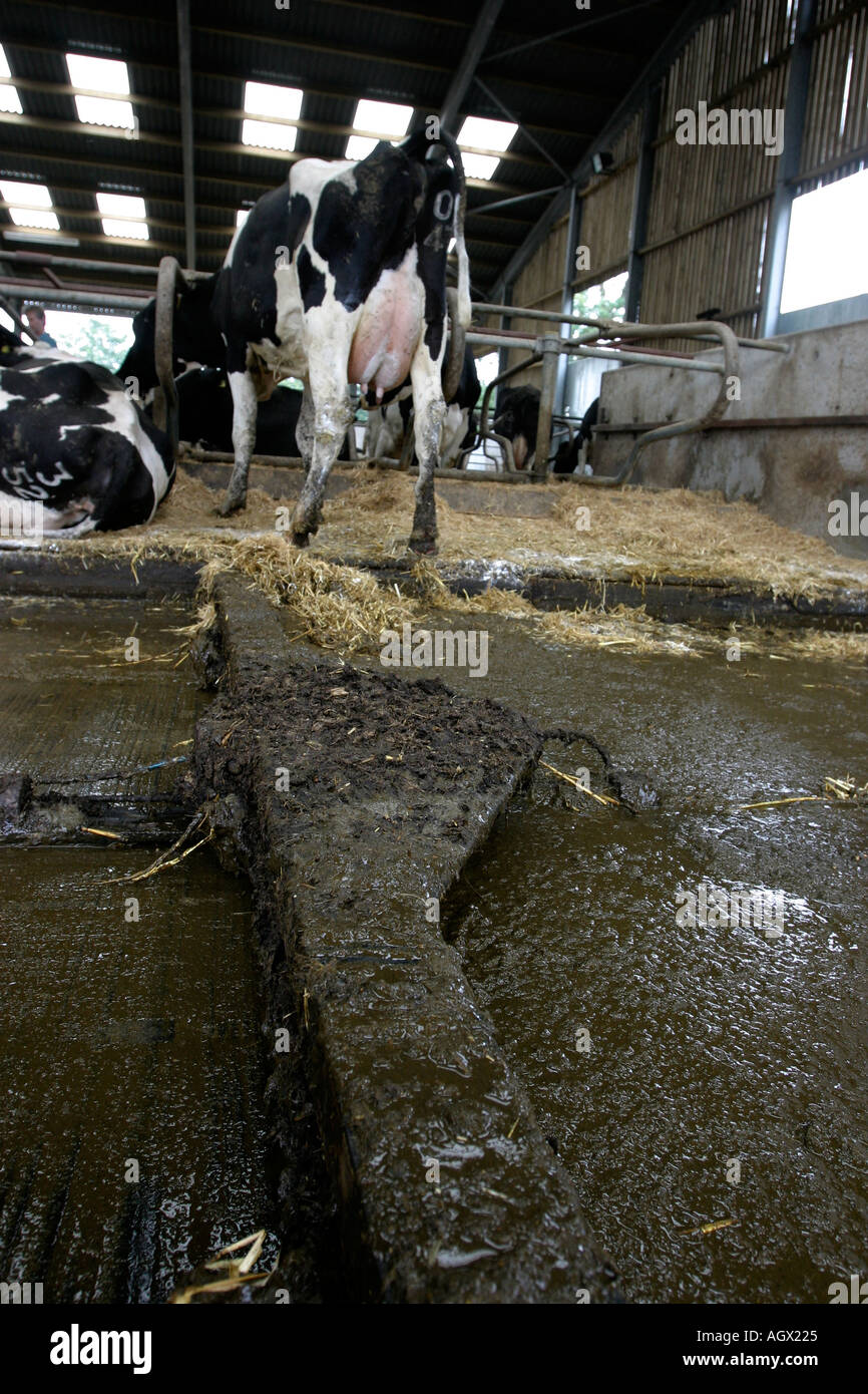 Holstein cow automatic slurry scrapers on a farm in the UK Stock Photo ...