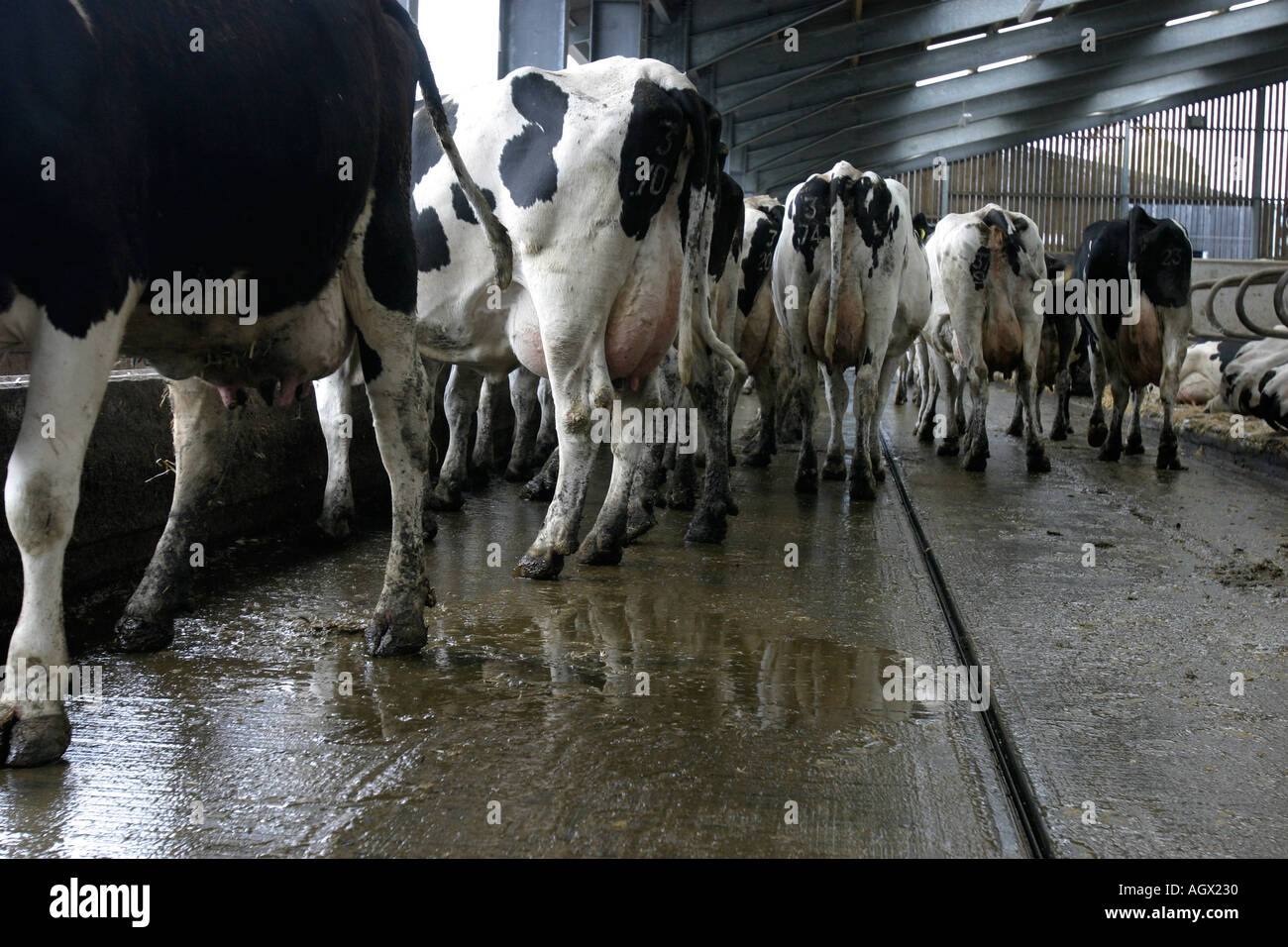 Holstein cow walking over automatic slurry scrapers on a farm in the UK ...