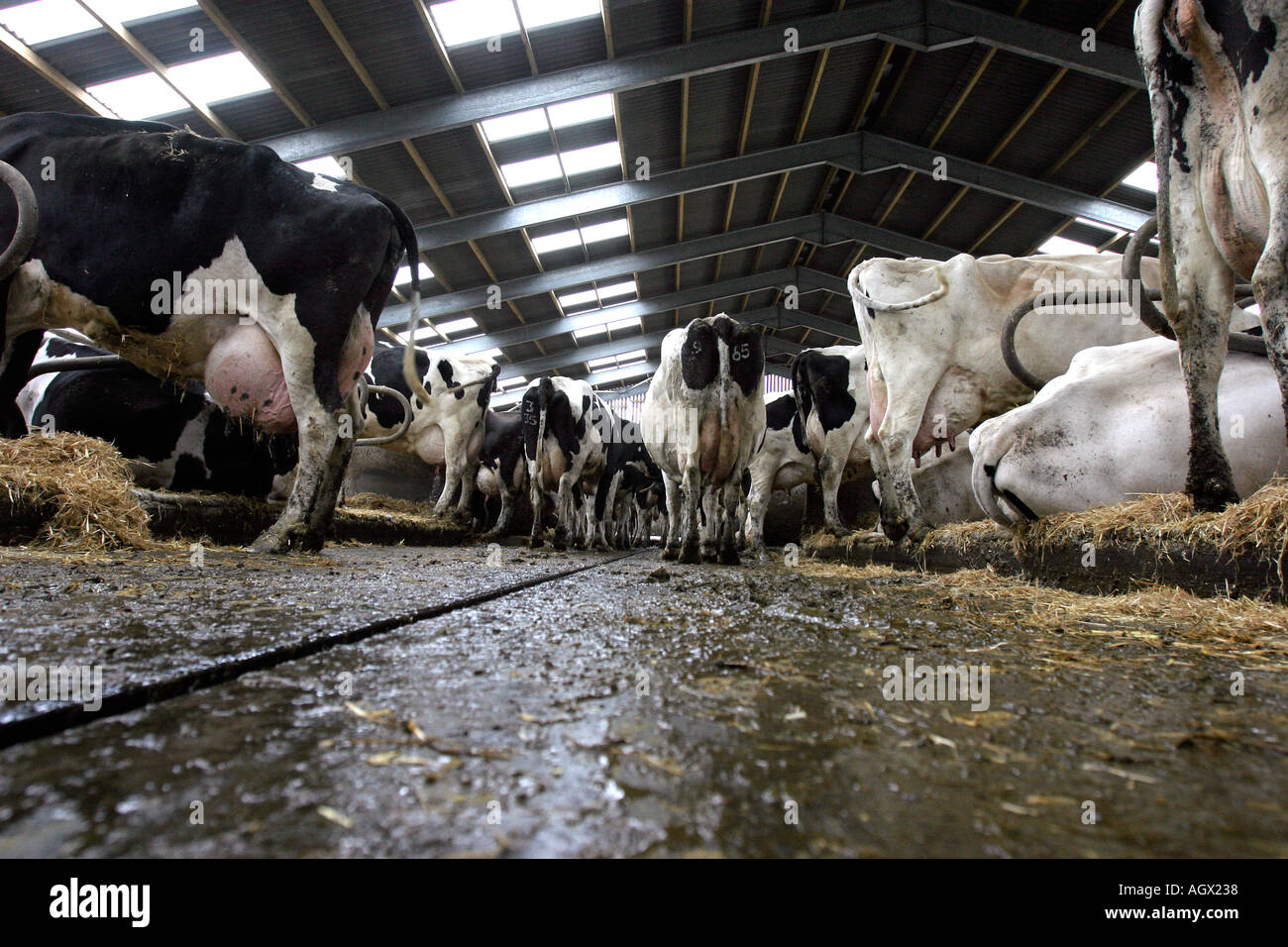 Holstein cow walking over automatic slurry scrapers on a farm in the UK ...