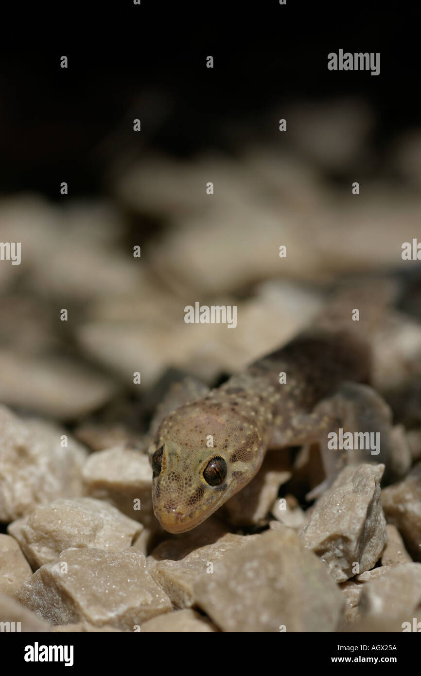 Moorish Gecko Tarentola mauritanica Lizard Stock Photo - Alamy