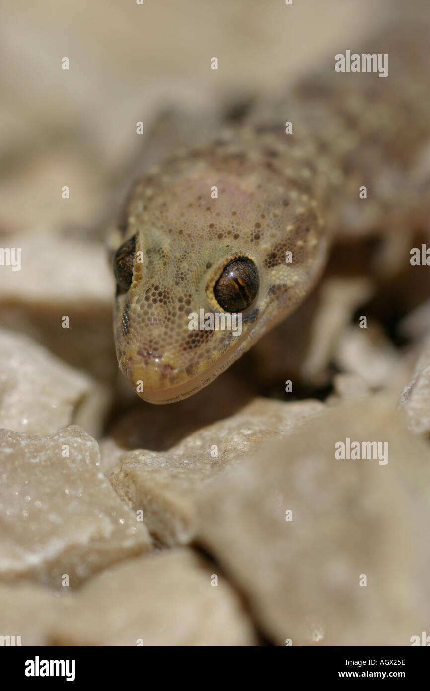 Moorish Gecko Tarentola mauritanica Lizard Stock Photo - Alamy