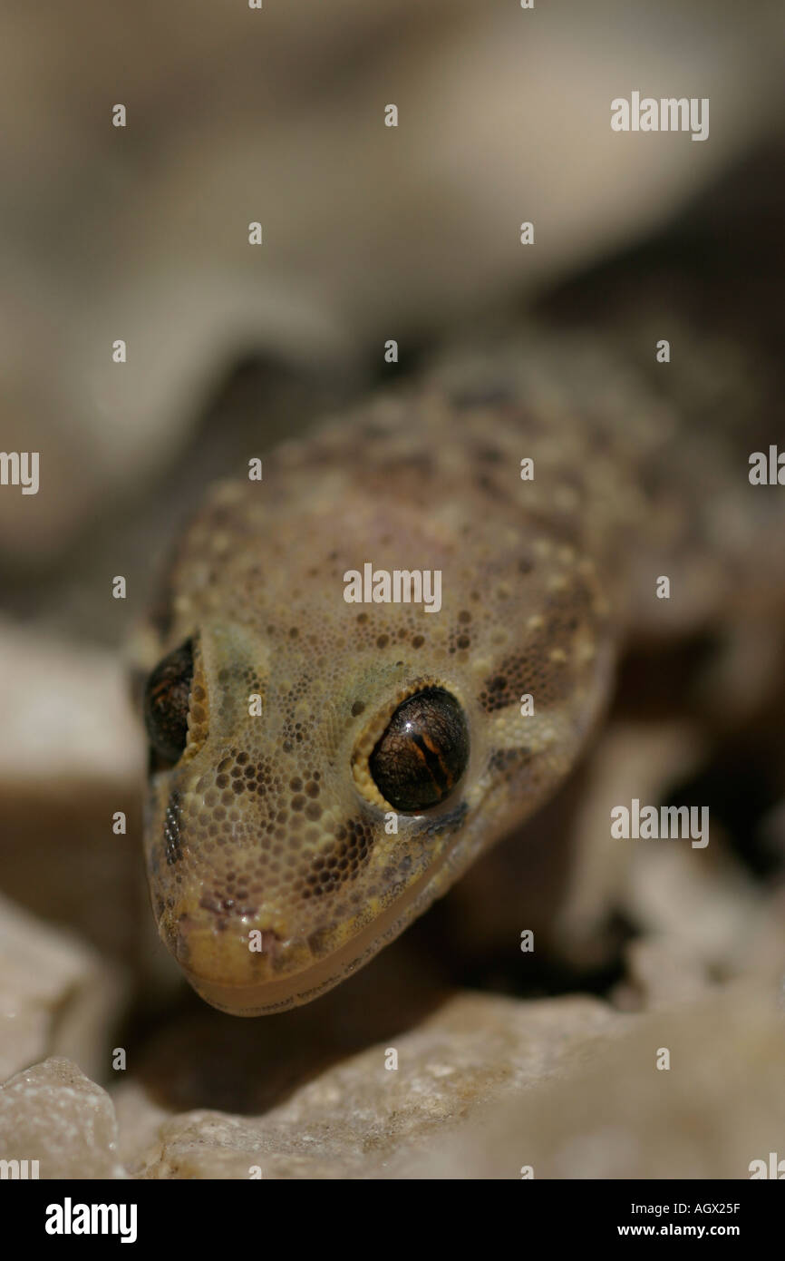 Moorish Gecko Tarentola mauritanica Lizard Stock Photo - Alamy