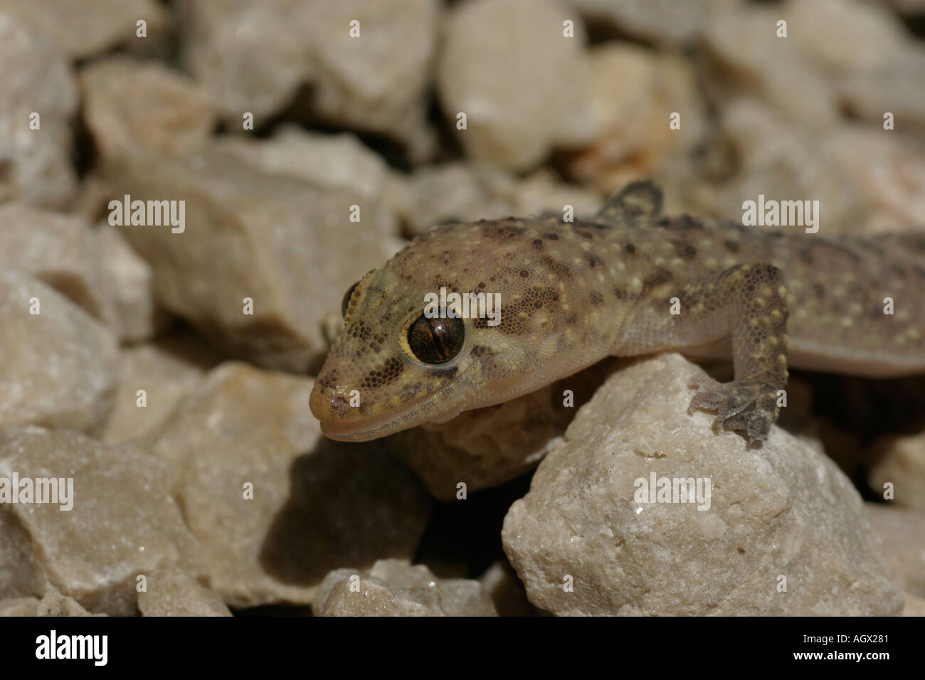 Moorish Gecko Tarentola mauritanica Lizard Stock Photo - Alamy