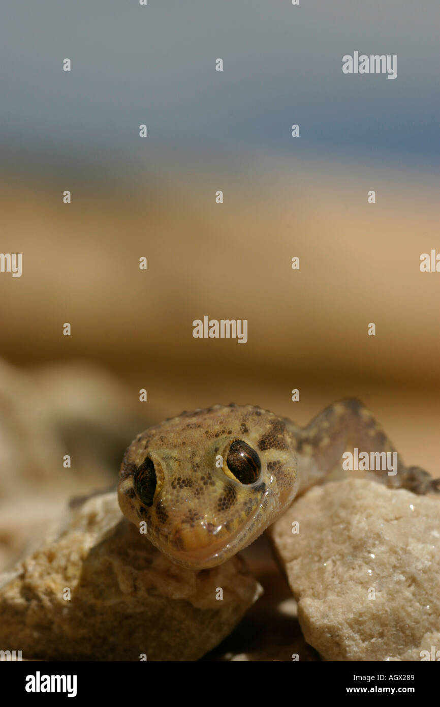 Moorish Gecko Tarentola mauritanica Lizard Stock Photo - Alamy