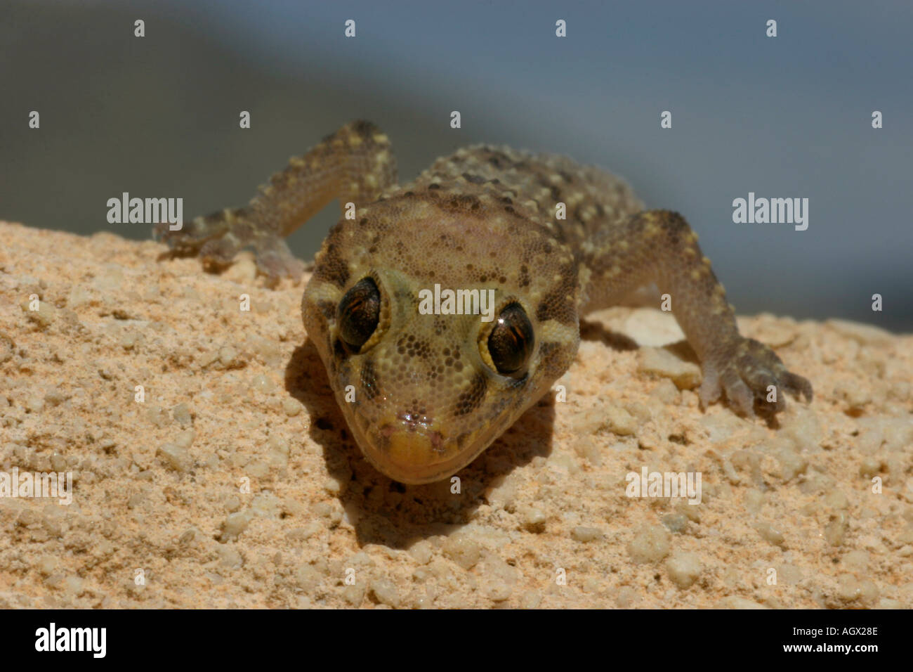 Moorish Gecko Tarentola mauritanica Lizard Stock Photo - Alamy