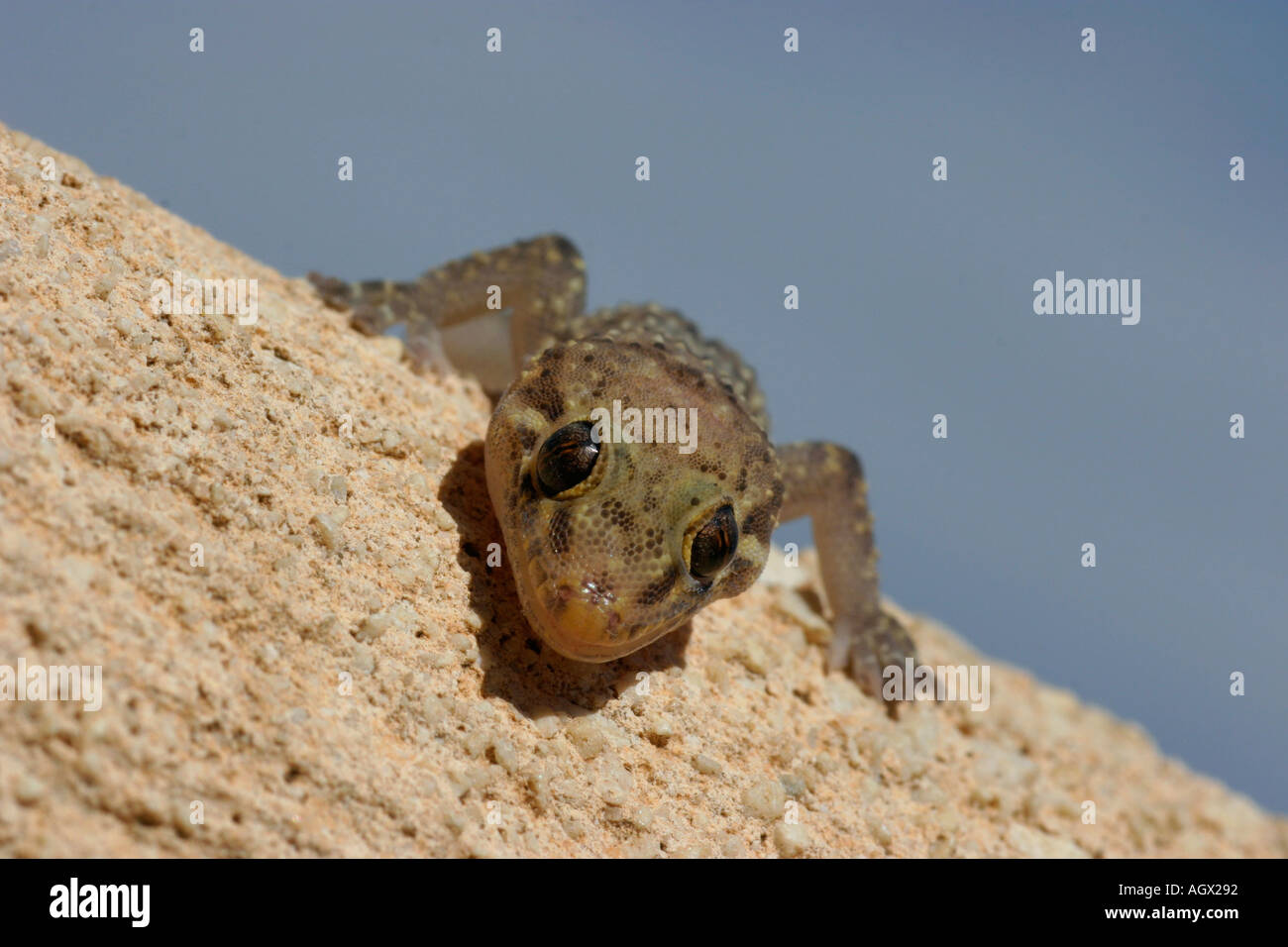 Moorish Gecko Tarentola mauritanica Lizard Stock Photo - Alamy