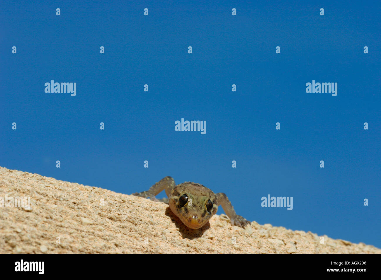 Moorish Gecko Tarentola mauritanica Lizard Stock Photo - Alamy