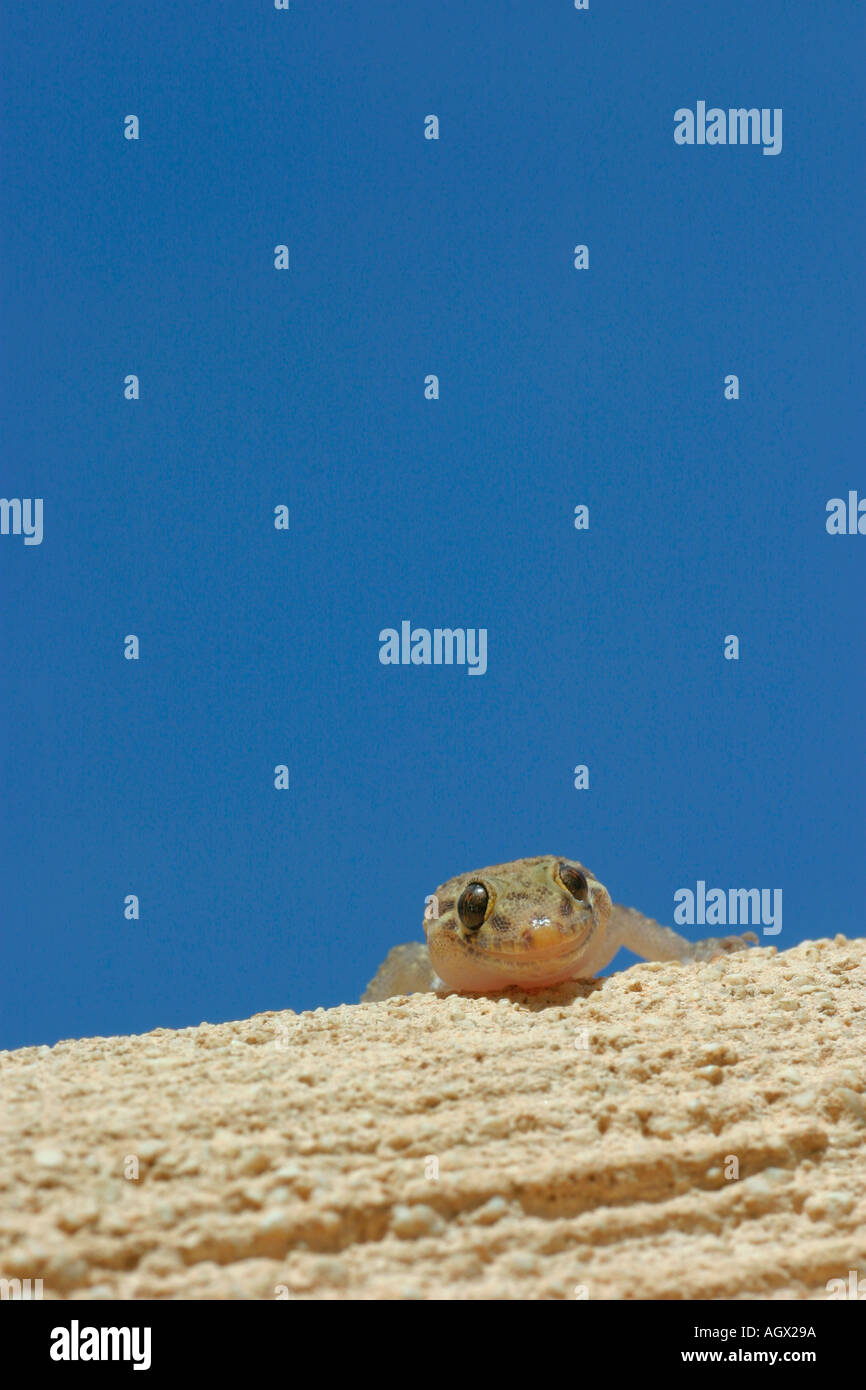 Moorish Gecko Tarentola mauritanica Lizard Stock Photo - Alamy
