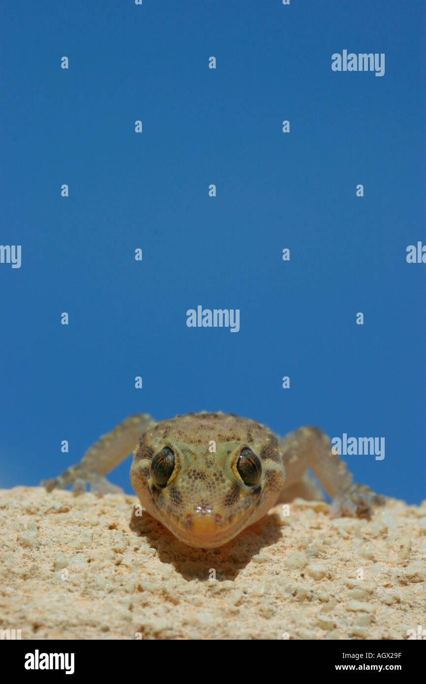 Lizard Moorish Gecko Stock Photo - Alamy