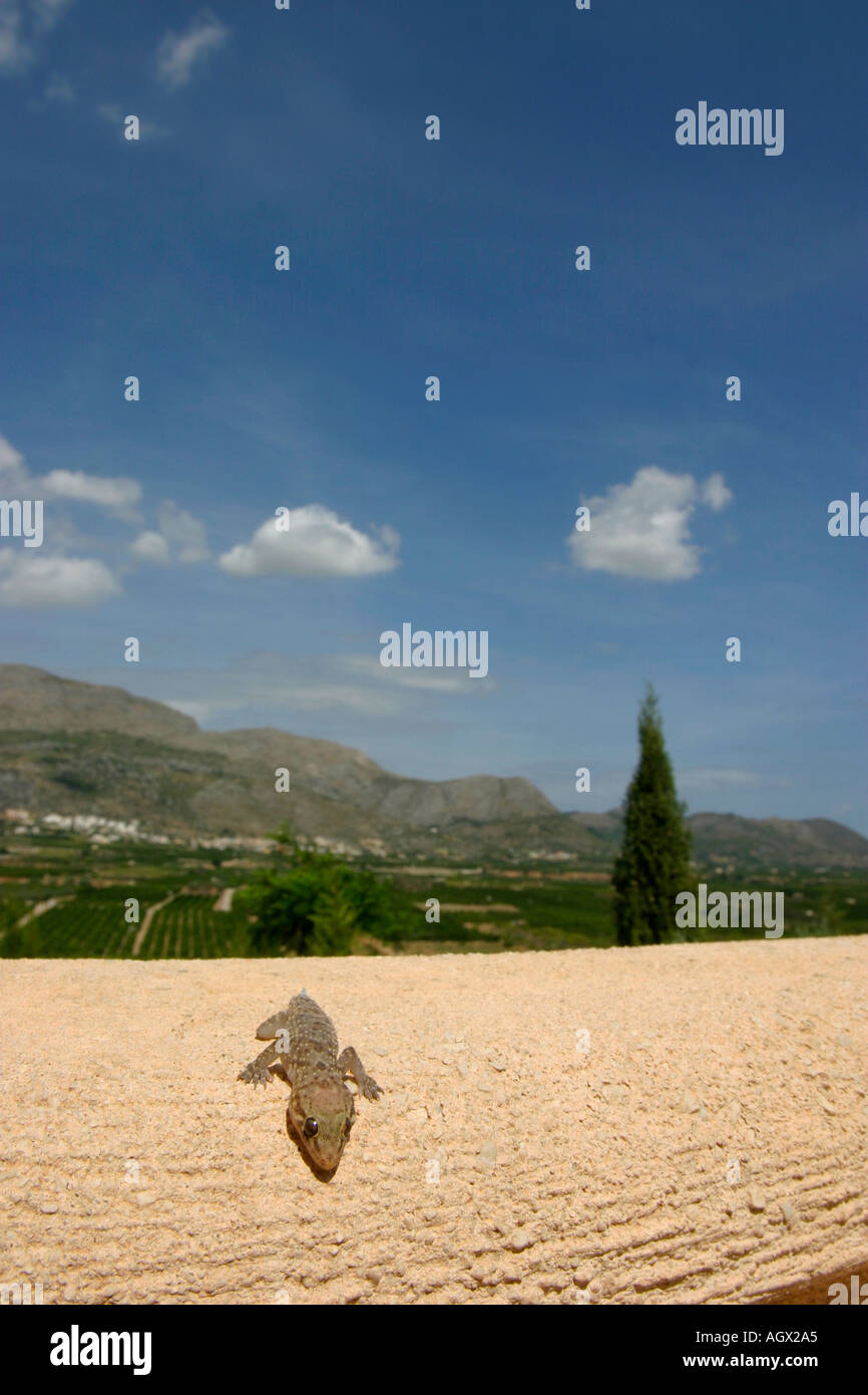 Moorish gecko spain hi-res stock photography and images - Alamy