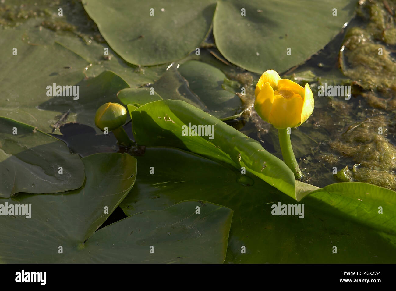 Yellow Water Lilly Stock Photo - Alamy