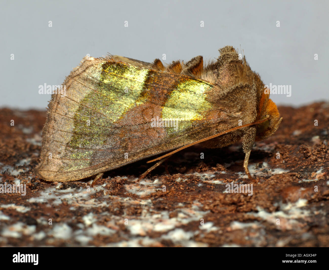 Burnished Brass moth Stock Photo - Alamy