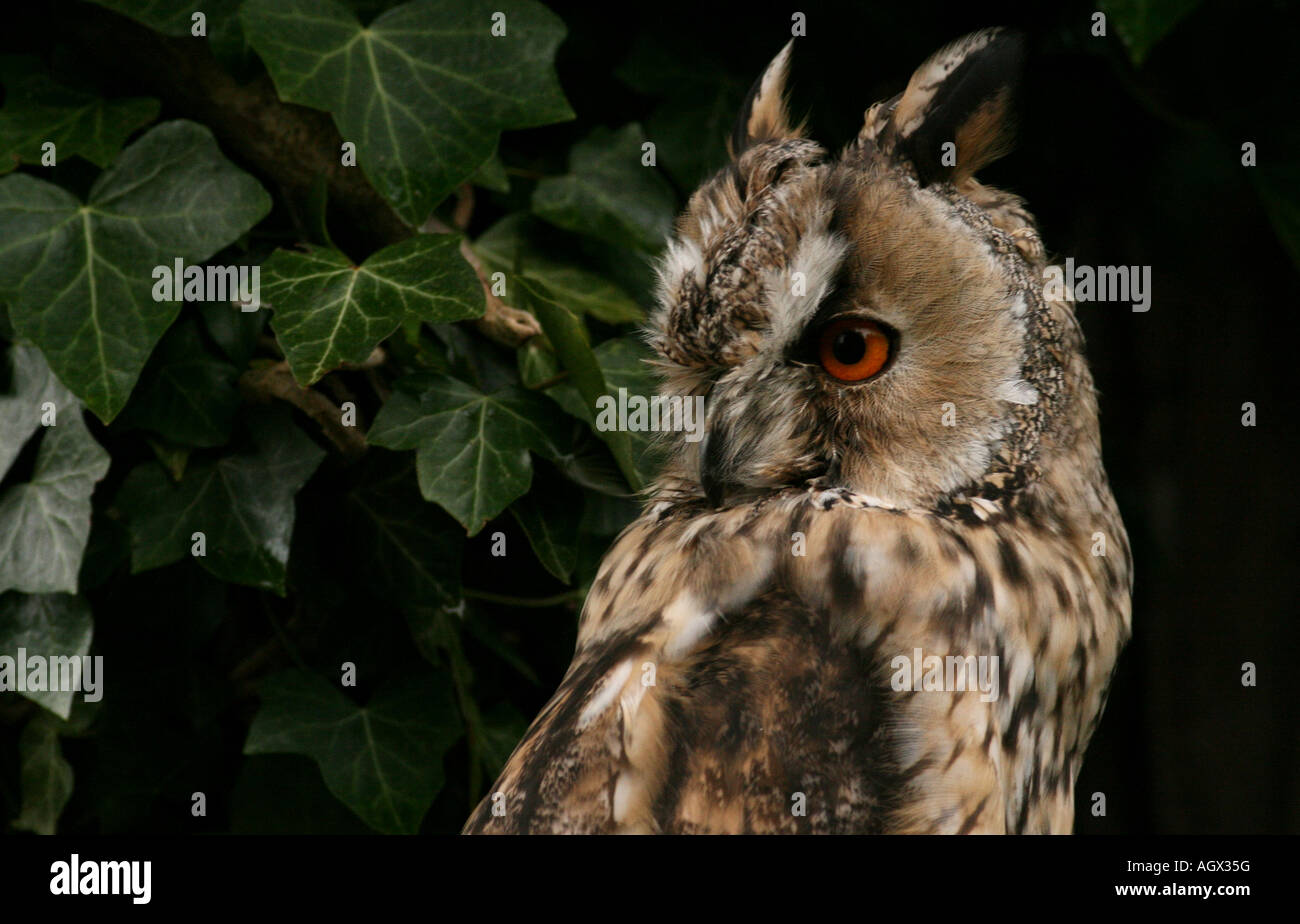 Long eared owls uk hi-res stock photography and images - Alamy
