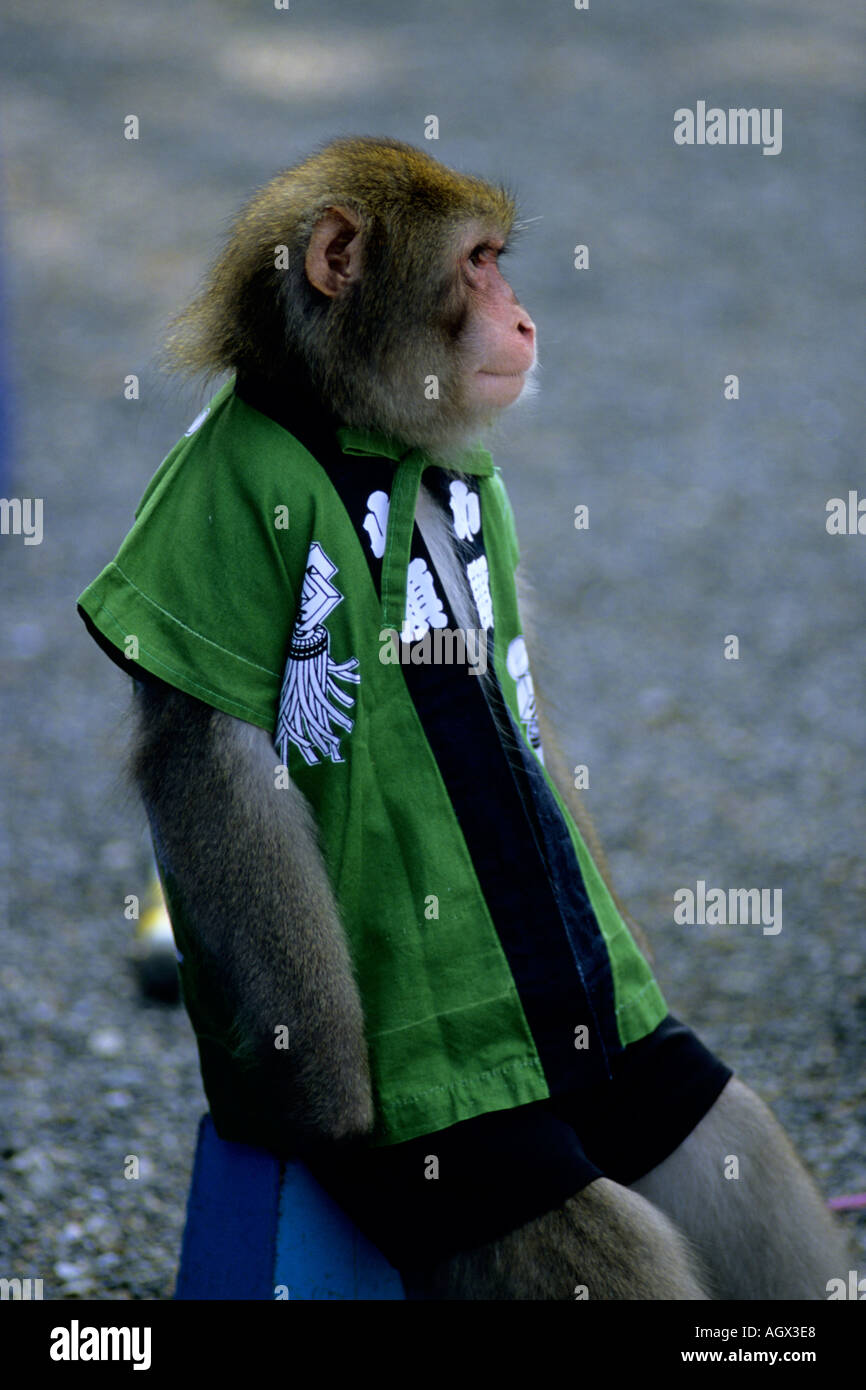 Japan Tokyo Asakusa monkey Stock Photo - Alamy