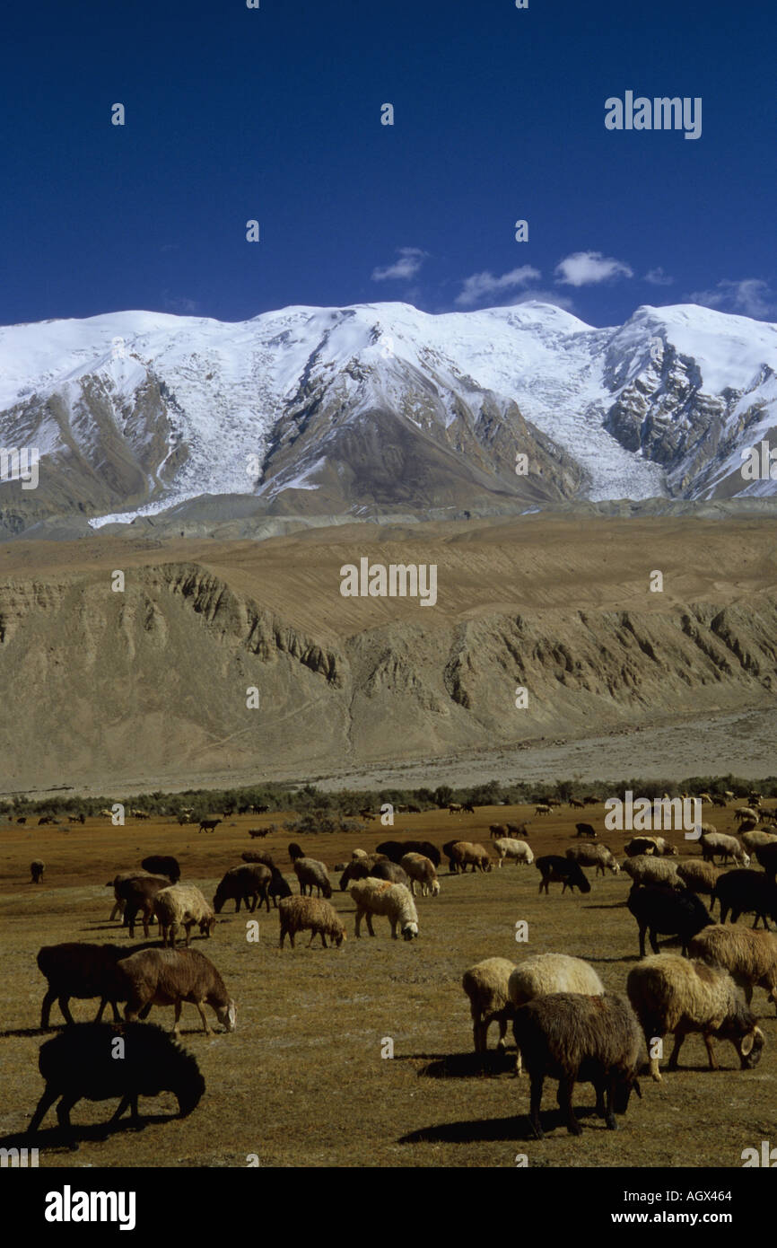 China sheep desert hi-res stock photography and images - Alamy