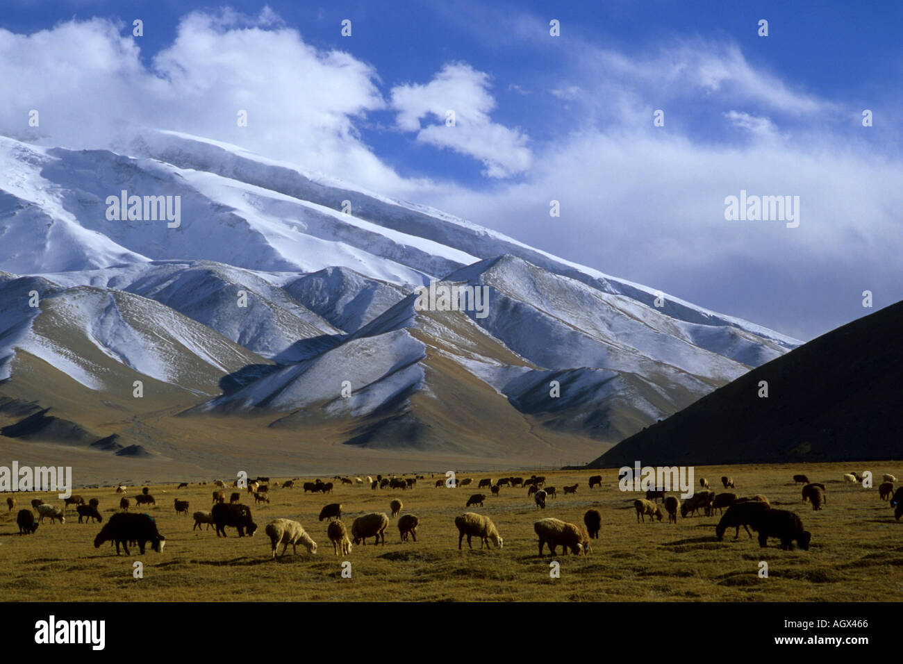 Pamir mountains sheep hi-res stock photography and images - Alamy