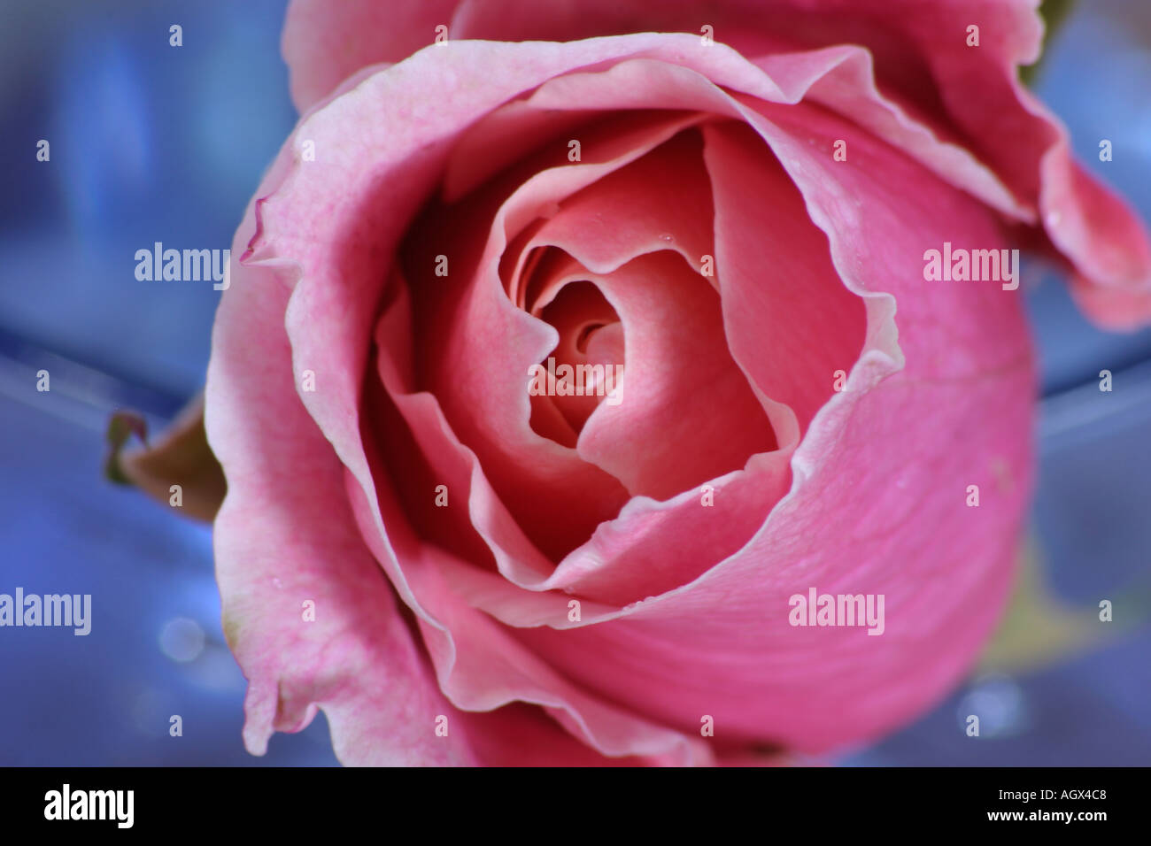 Opening rosebud hi-res stock photography and images - Alamy