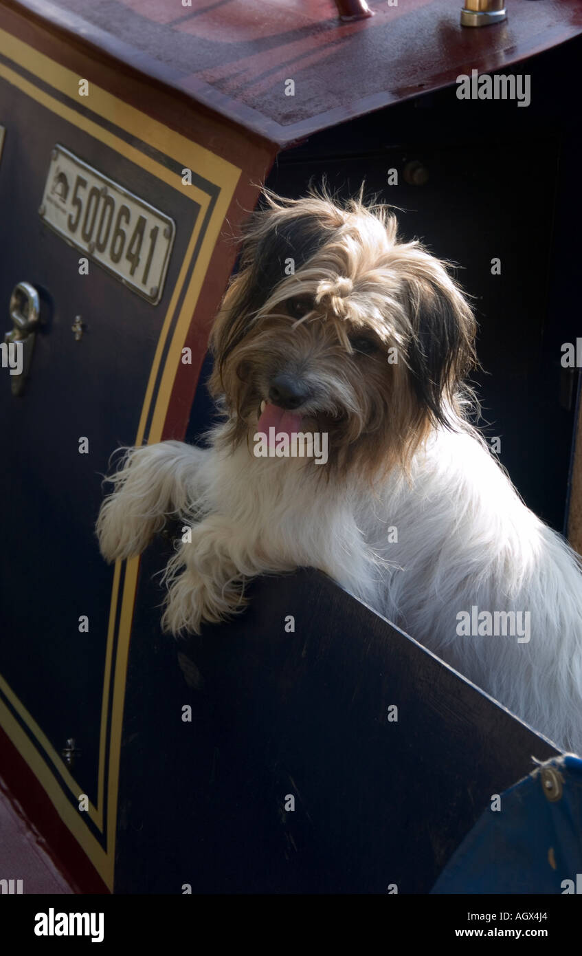 Ben the canal boat dog Stock Photo - Alamy