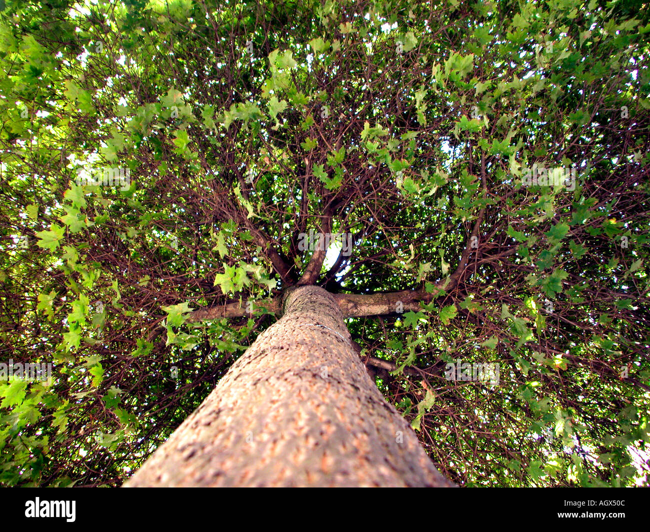 broad leafed tree Stock Photo - Alamy