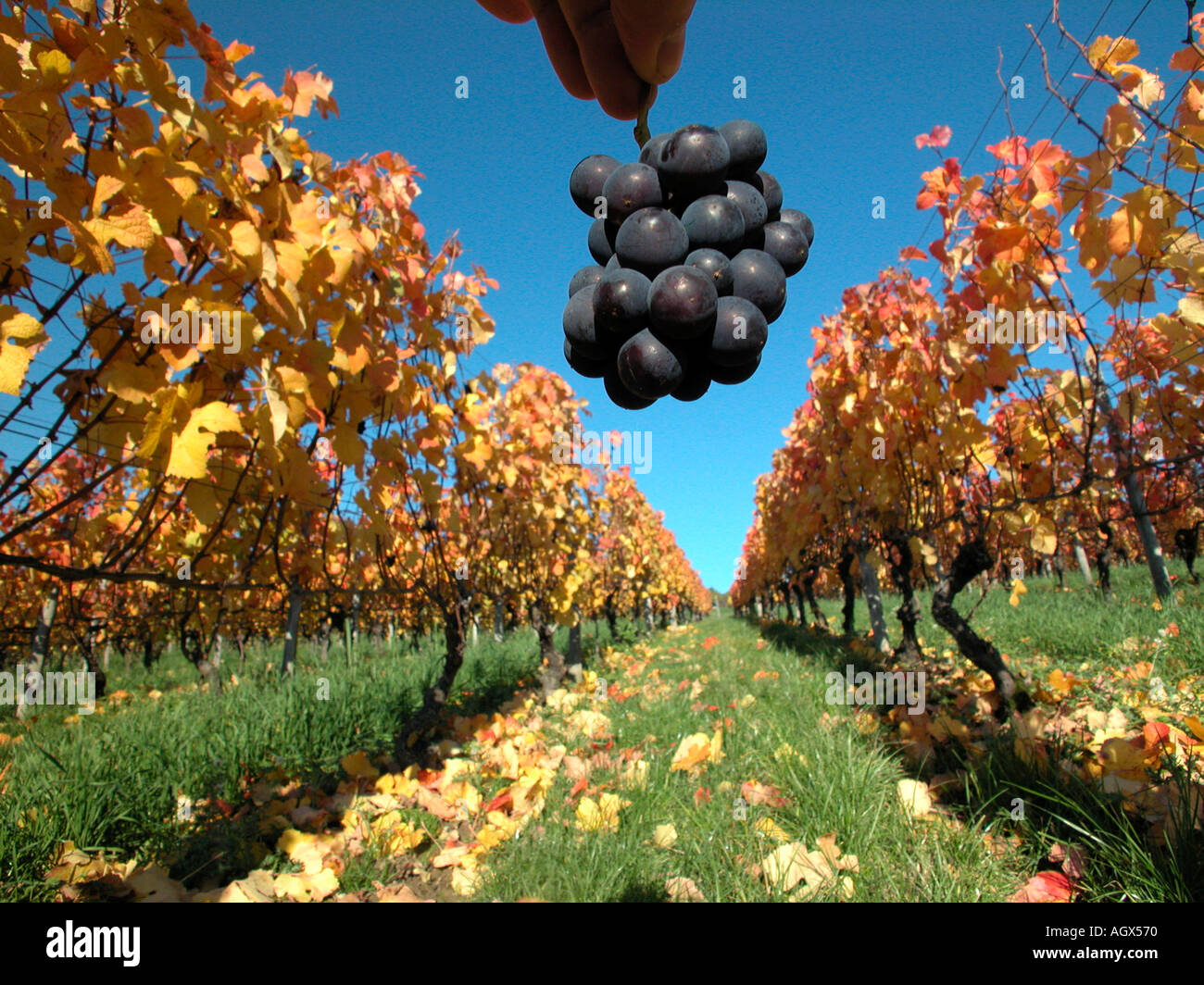 Fruit senescence hi-res stock photography and images - Alamy