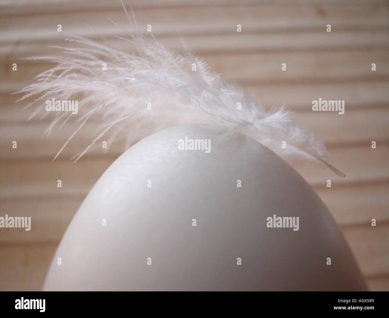egg with feather Stock Photo - Alamy