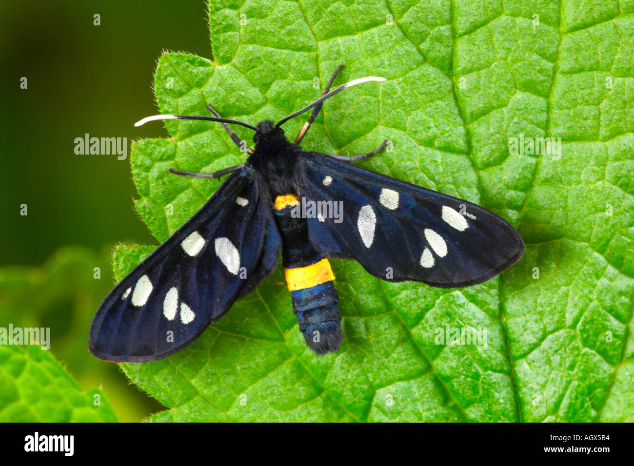 Close up photo of amata moth hi-res stock photography and images - Alamy