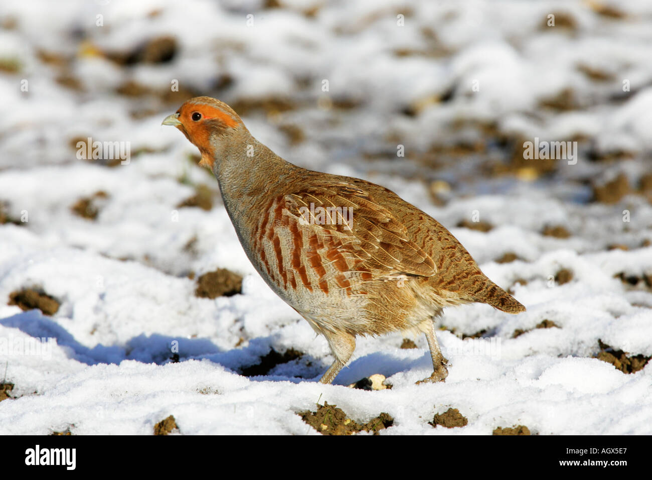 Grey Partridge Perdix perdix standing in snow covered field looking ...