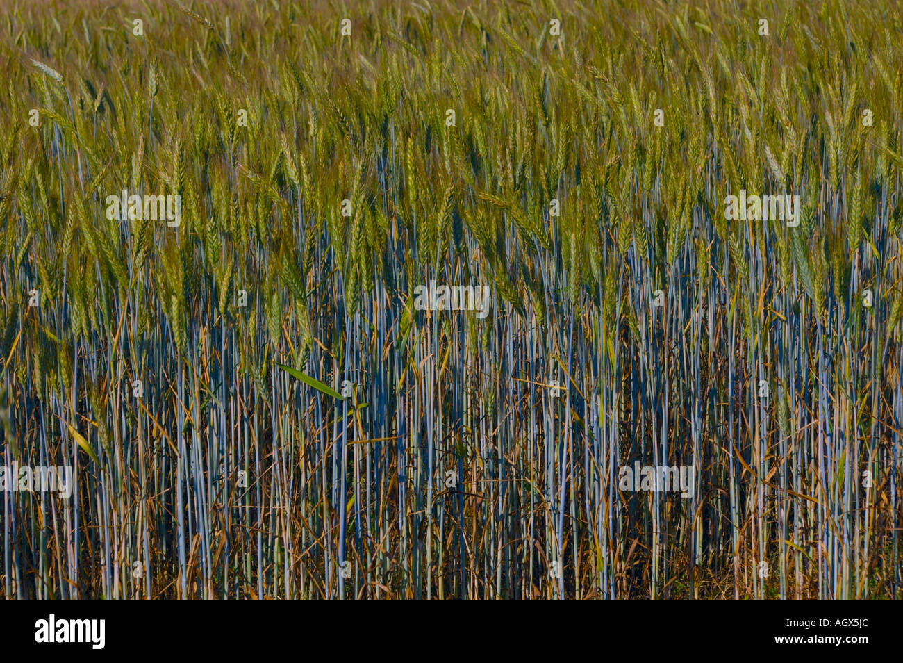 Wheat field in country side in Sweden Skane Stock Photo - Alamy