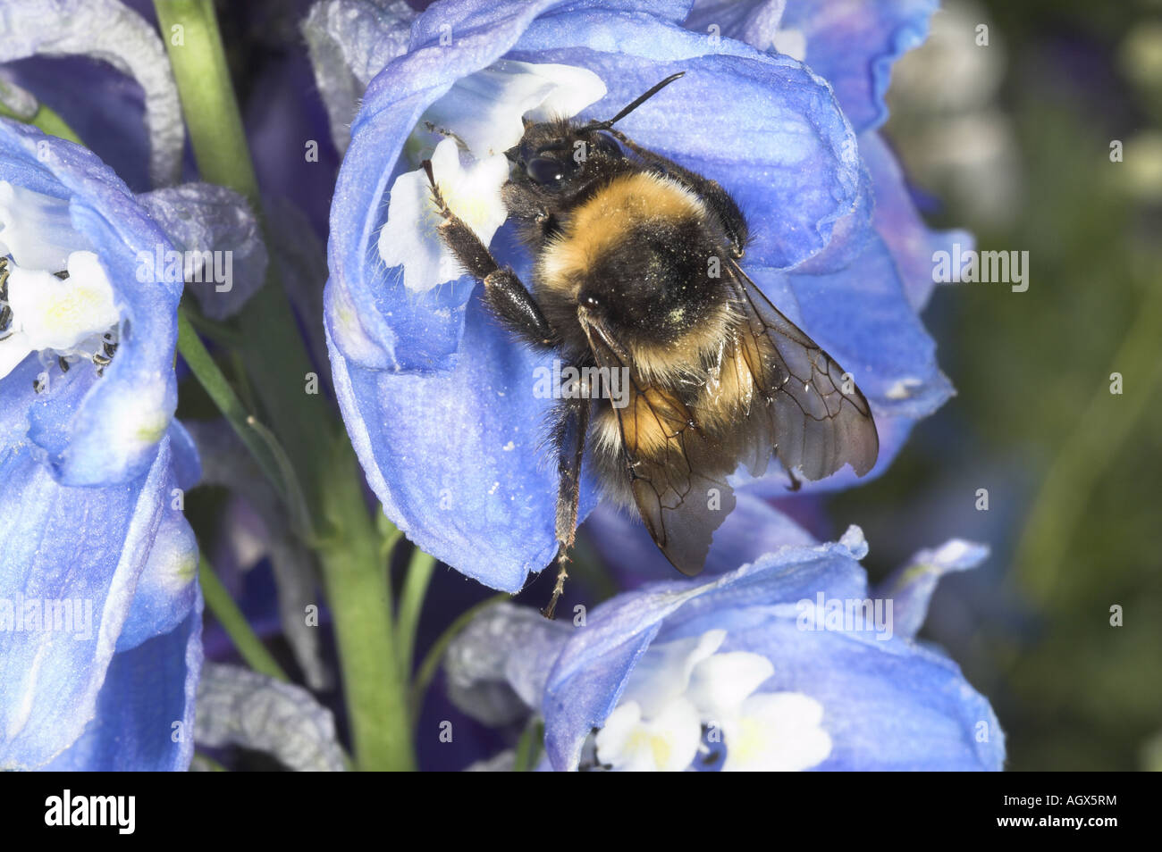 Blue bee species hi-res stock photography and images - Alamy
