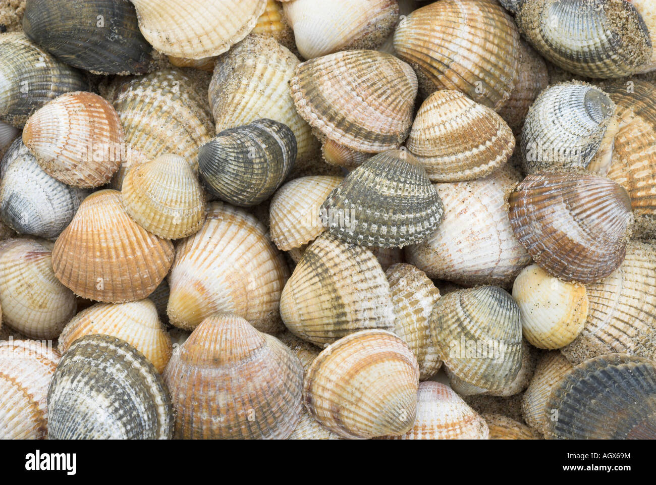 Cockle shells close up study of empty shells Stock Photo - Alamy