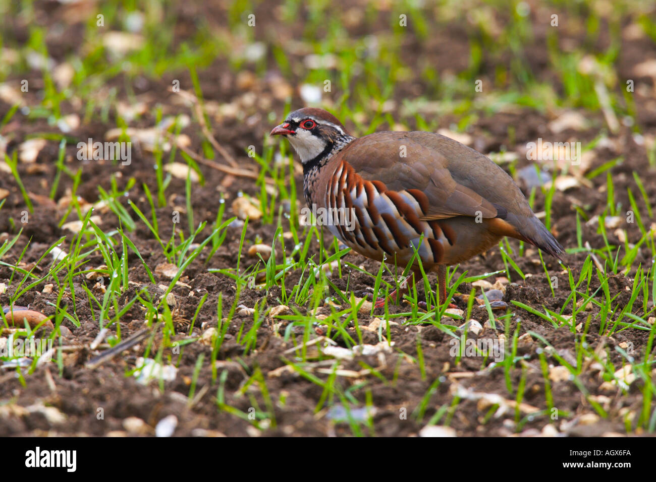 Red Legged Partridge Alectoris rufa feeding in corn field therfield ...
