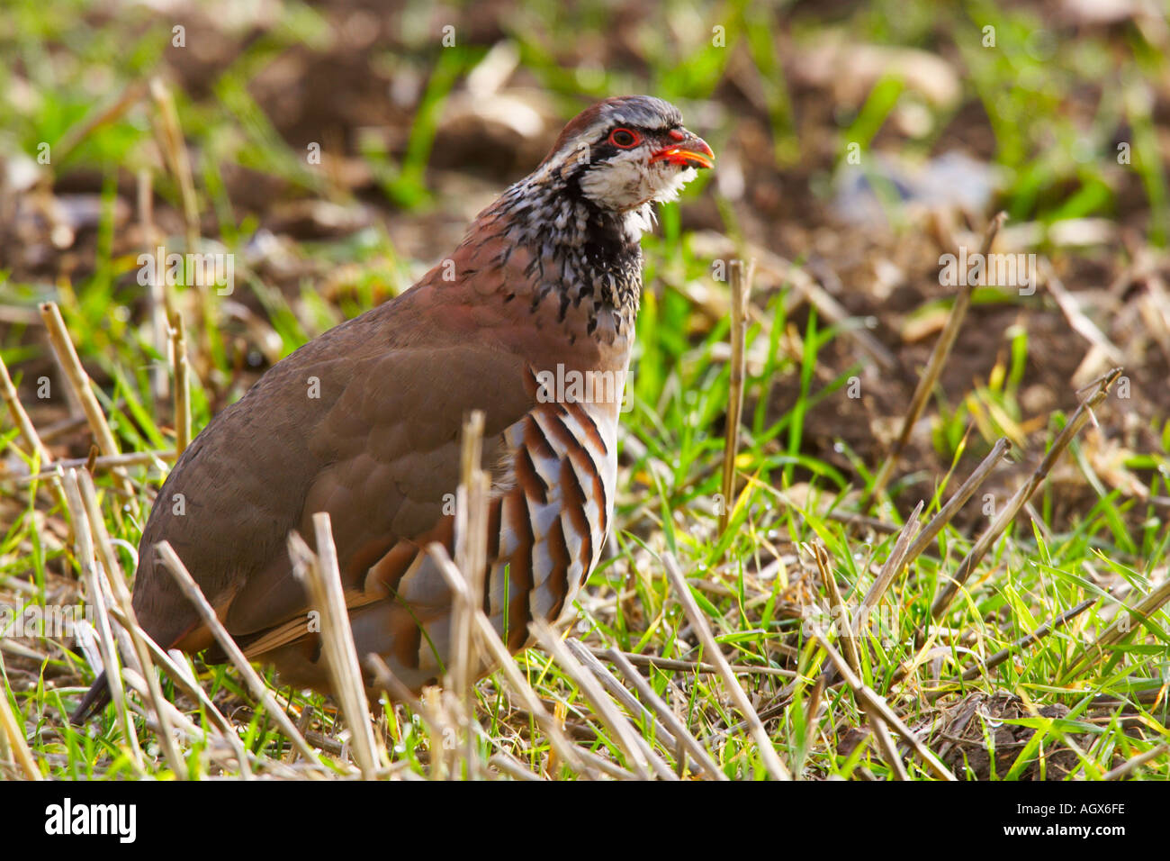 Red Legged Partridge Alectoris rufa standing in rough grass looking ...