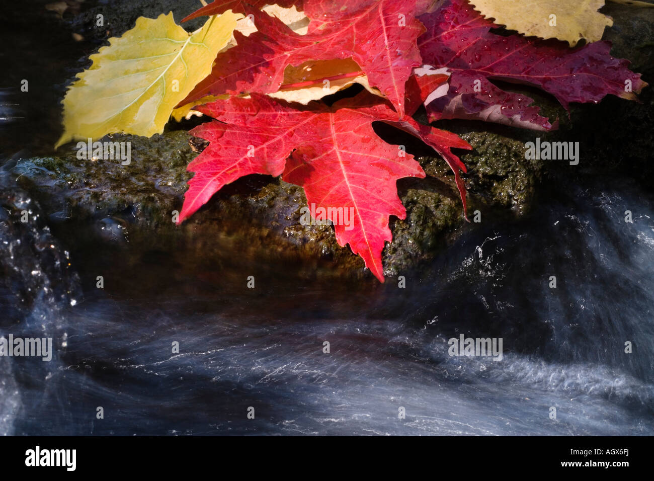 Autumn leaves on water leaf hi-res stock photography and images - Alamy