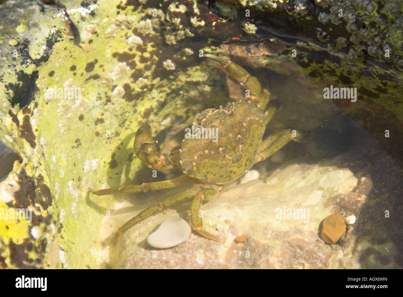 Norfolk crab pool hi-res stock photography and images - Alamy
