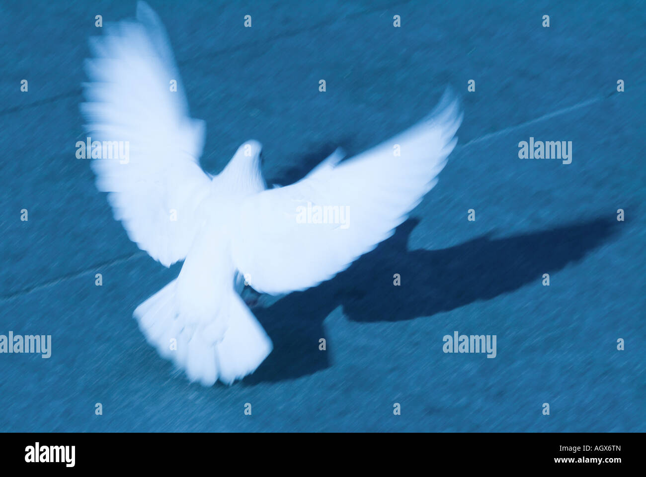 White dove flying from ground with wings spread wide casting a shadow ...