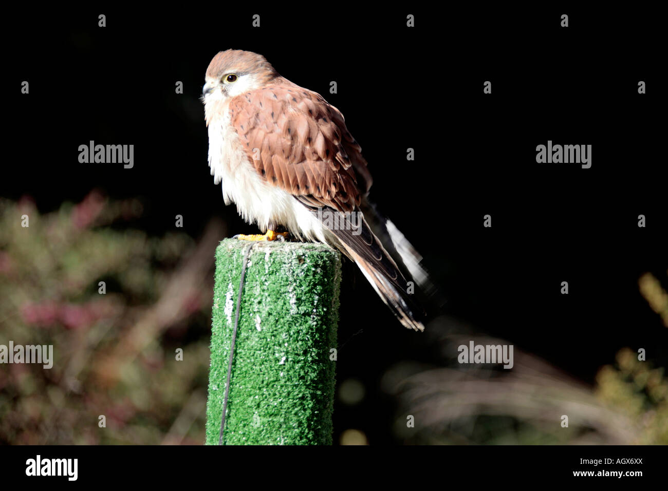 Australian Kestrel male/Nankeen Kestrel- Falco cenchroides Stock Photo ...