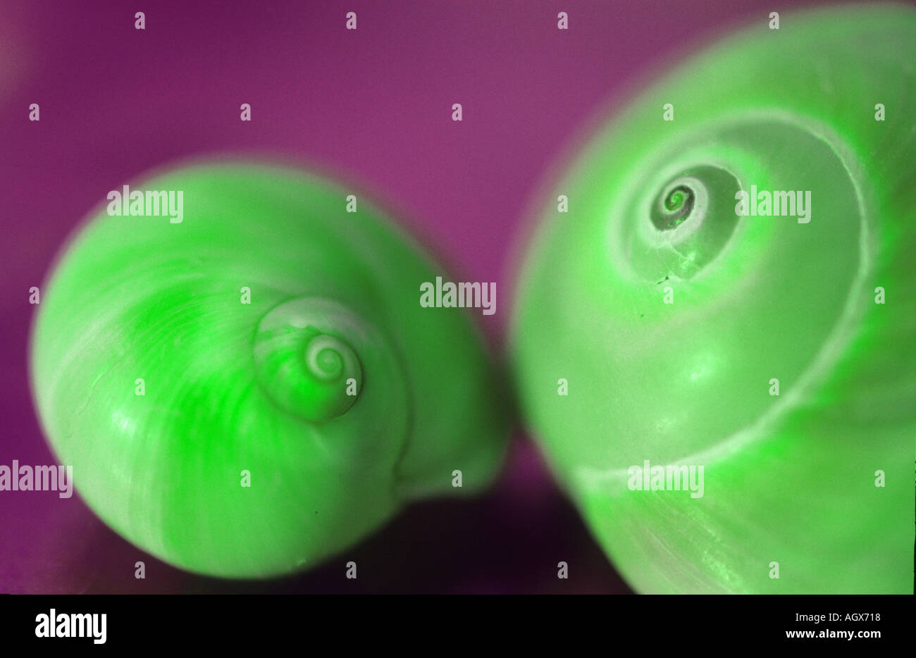 Two snail shells hi-res stock photography and images - Alamy