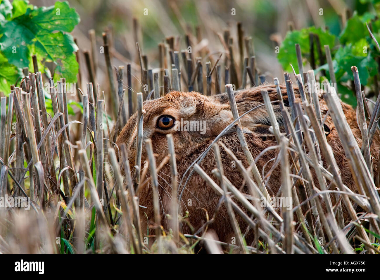 Brown Hare Lepus capensis concealed in stubble with ears back and ...