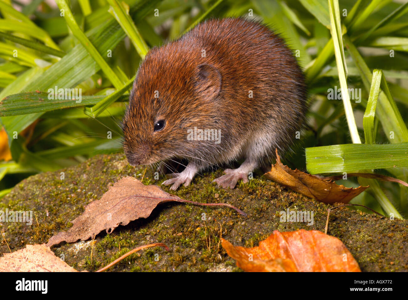 Short Tailed Vole Microtus agrestis sitting on moss covered stone ...