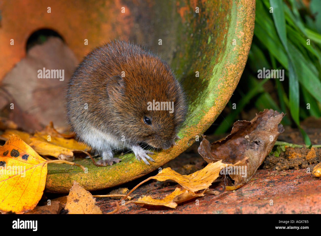 Short Tailed Vole Microtus agrestis sitting in flower pot feeding ...