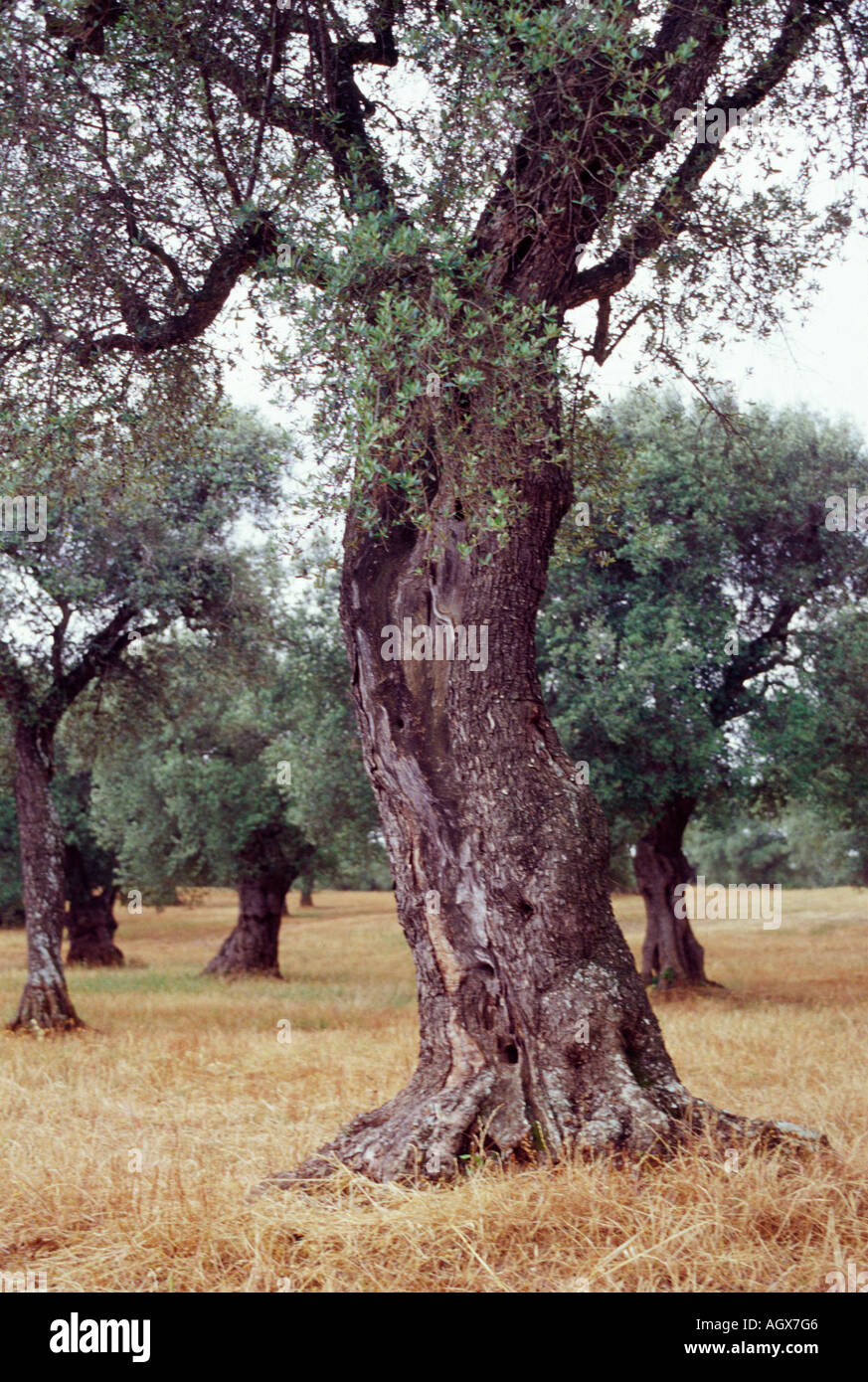 Olive tree single Stock Photo - Alamy