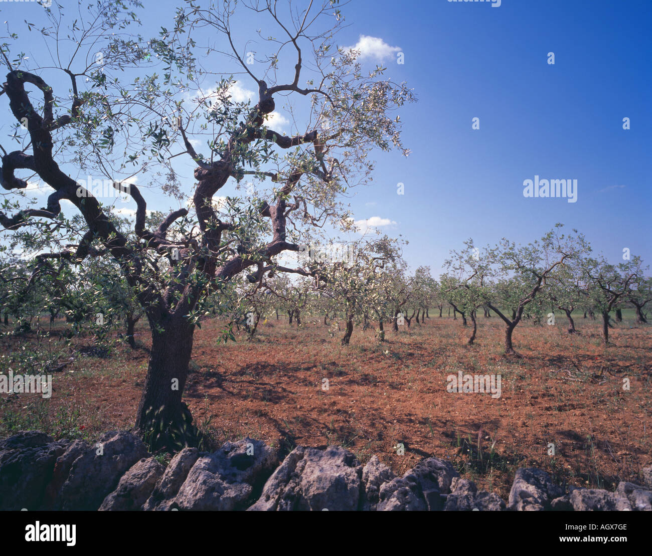 Italian Olive Grove Stock Photo - Alamy