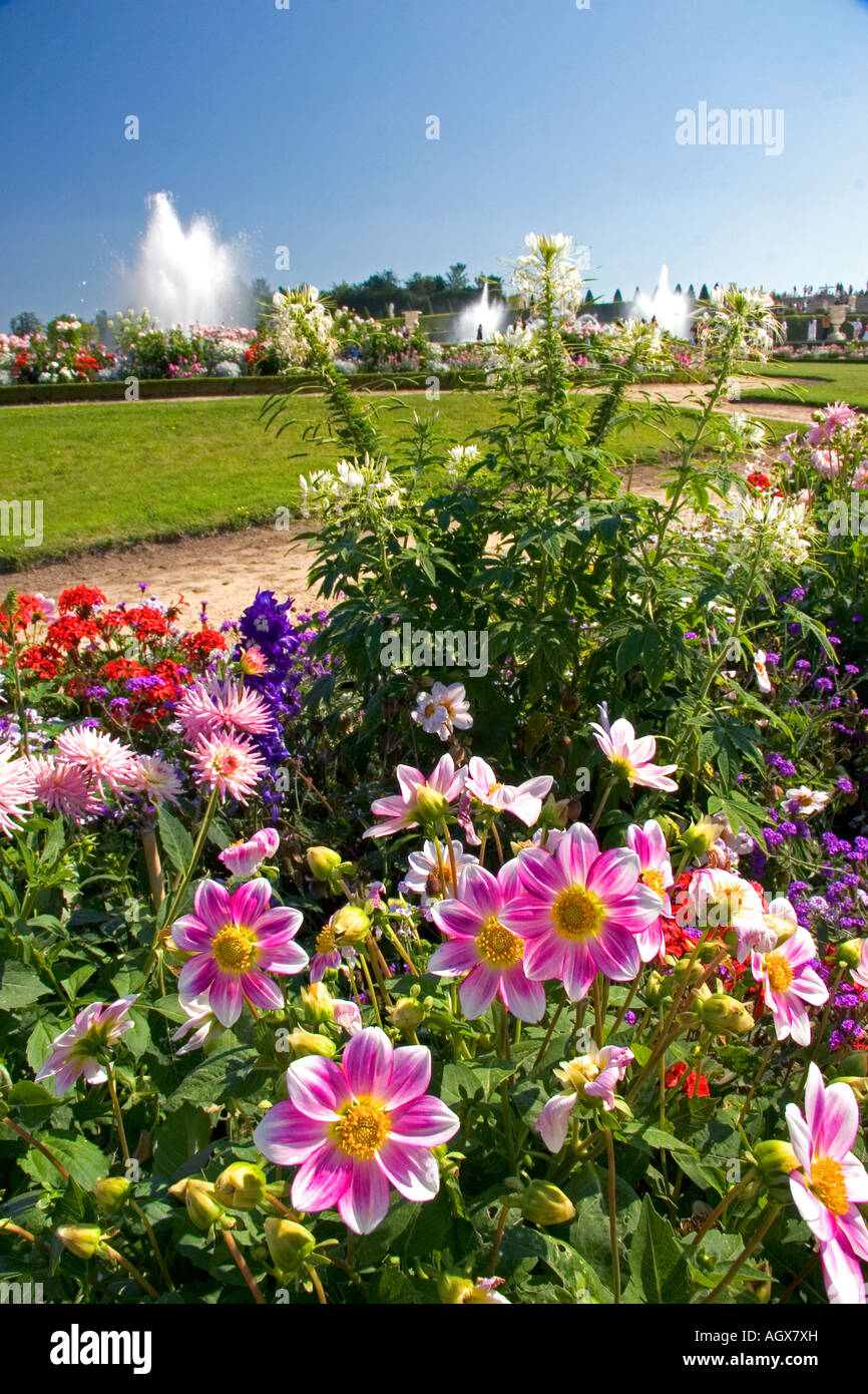 Versailles Flowers