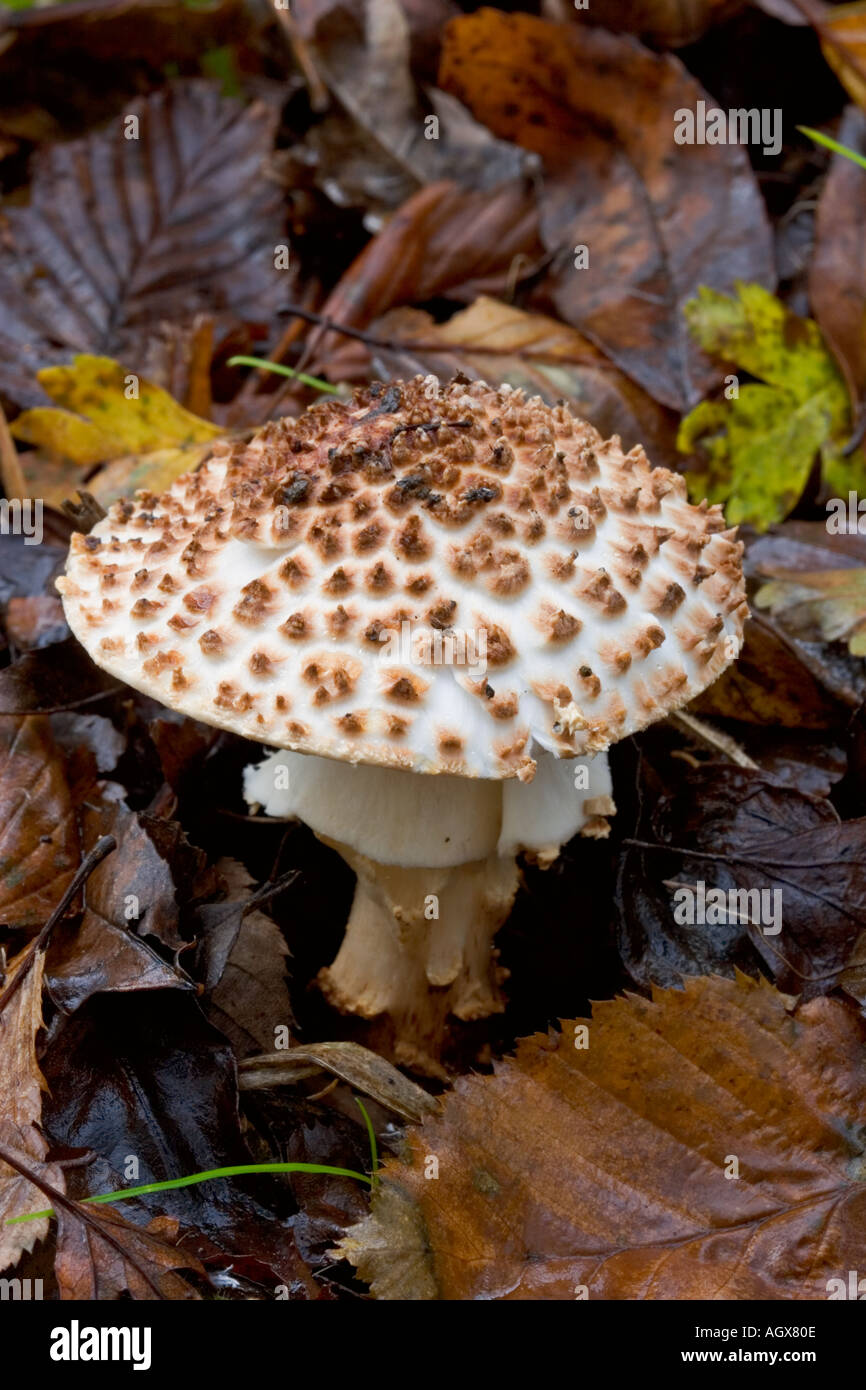 False Death Cap Amanita citrina growing amongst autumnal leaves ...