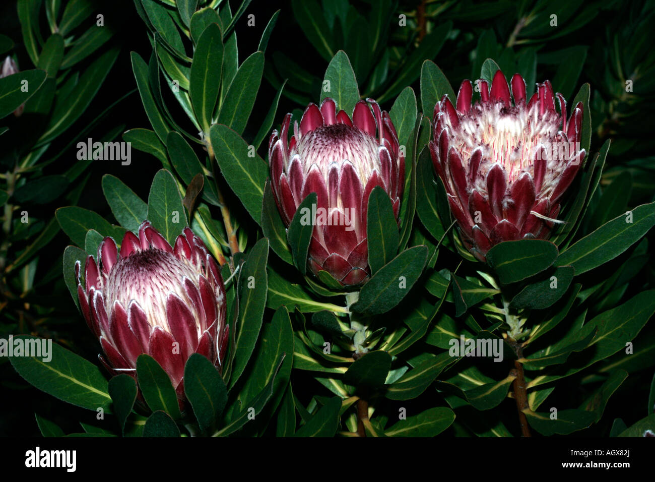 Sugarbushes protea repens hi-res stock photography and images - Alamy