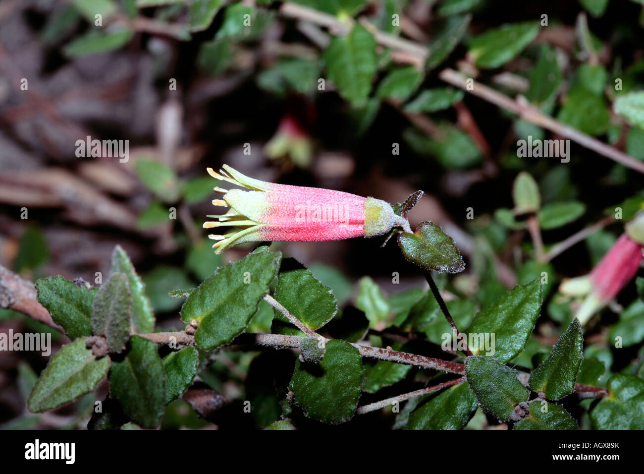 Common correas hi-res stock photography and images - Alamy
