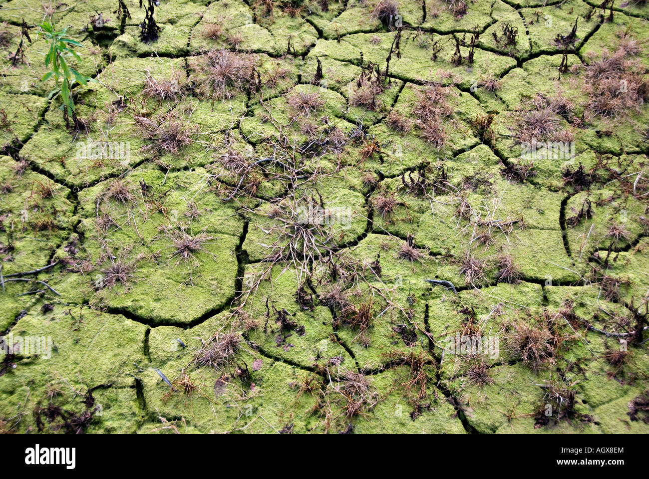 Parched Fields High Resolution Stock Photography and Images - Alamy